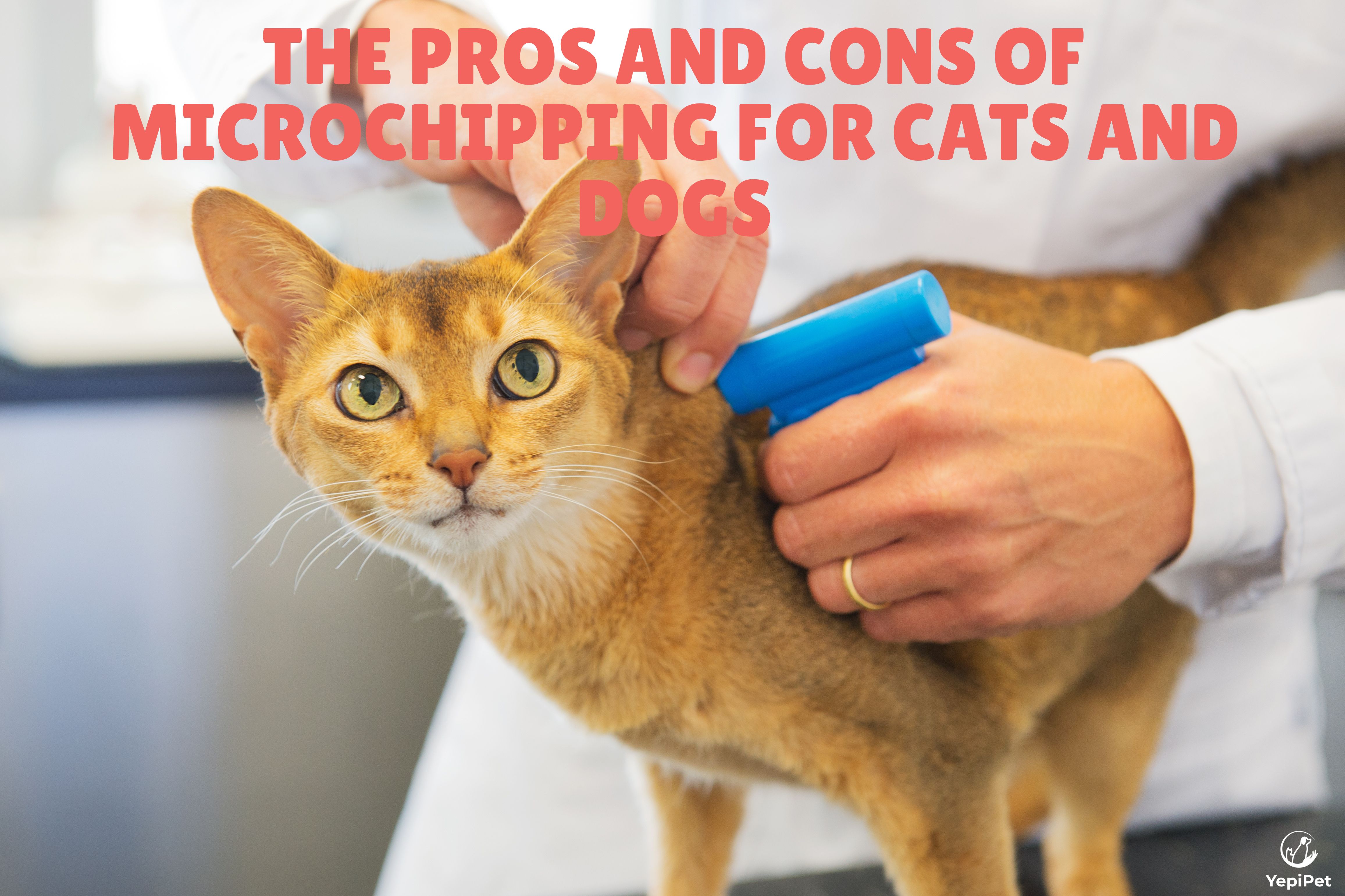 The Pros and Cons of Microchipping for Cats and Dogs - YepiPet: Your Key to Smart Pet Care